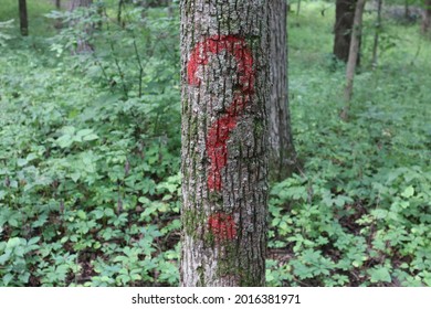 Question Mark On Tree Forest Stock Photo 2016381971 | Shutterstock