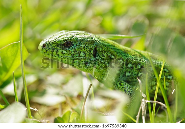 Quick Lizard Common Lizard Latlacerta Agilis Stock Photo 1697589340 | Shutterstock