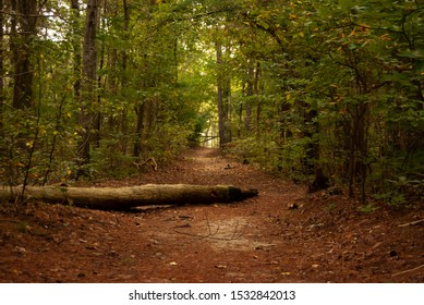 Quiet Cape Cod Forest Path Fallen Stock Photo 1532842013 | Shutterstock