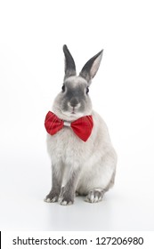 3,589 Rabbits Bow Ties Images, Stock Photos & Vectors | Shutterstock