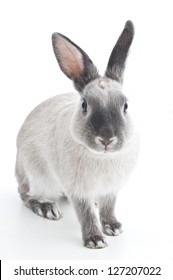 Rabbit Stock Photo 127207022 | Shutterstock