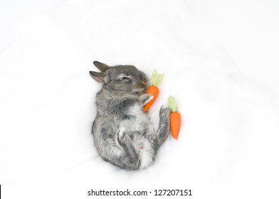 41,085 Horizontal animal photo Images, Stock Photos & Vectors ...