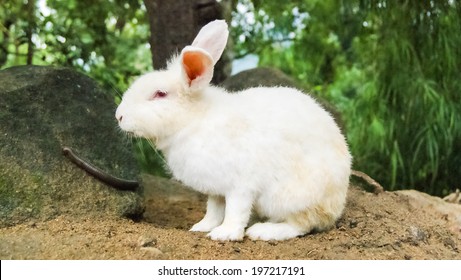 Cute Rabbit Zoo Stock Photo (Edit Now) 725874667