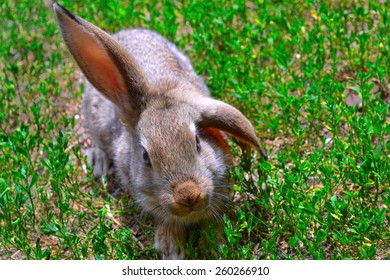 Red Rabbit Green Grass Stock Photo 462684658 | Shutterstock
