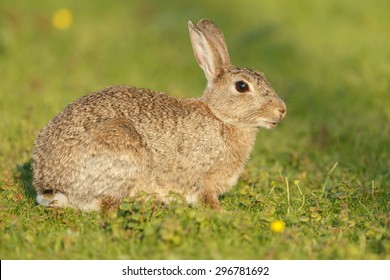 Rabbit Stock Photo 296781692 | Shutterstock