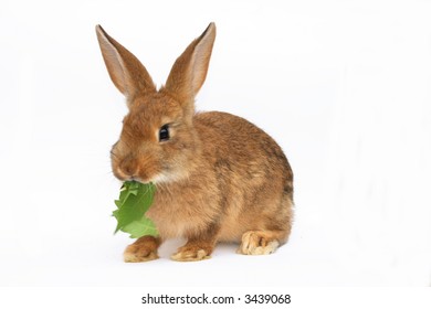 246 Baby Rabbit With Parents Isolated Stock Photos, Images ...