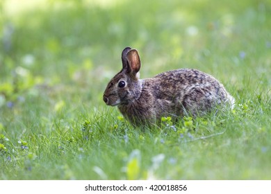 Rabbit Stock Photo 420018856 | Shutterstock