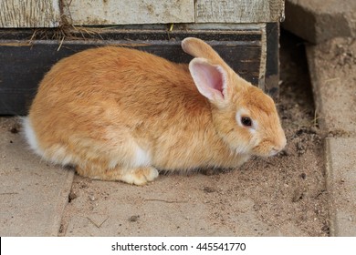 Rabbit Stock Photo 445541770 | Shutterstock