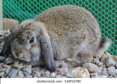 259 Japanese snow rabbit Images, Stock Photos & Vectors | Shutterstock