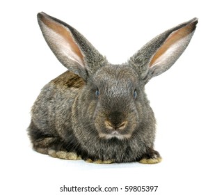 Grey House Rabbit On White Background Stock Photo 72334408 | Shutterstock
