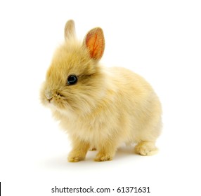 Rabbit Stock Photo 61371631 | Shutterstock