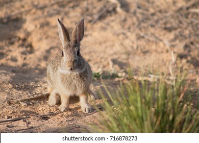 Roebuck Buck Capreolus Capreolus Roe Deer Stock Photo 1587904777 ...