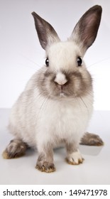 Rabbit Bunny Eastern Stock Photo 149471978 | Shutterstock