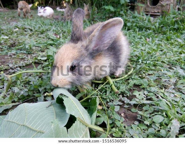 Rabbit Cute Rabbit Eats Paper Mulberry Stock Photo 1516536095 ...