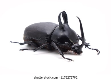 Rabbit Ear Beetle Eupatorus Birmanicus Horned Foto stock 1169153980 ...