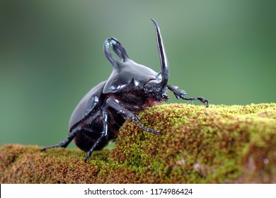 Rabbit Ears Beetles Eupatorus Birmanicus Horned Stock Photo 1174986424 ...