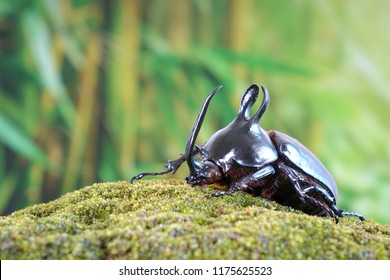 Rabbit Ears Beetles Eupatorus Birmanicus Horned Stock Photo 1175625523 ...