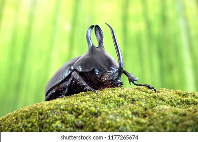 Rabbit Ears Beetles Eupatorus Birmanicus Horned Stock Photo (Edit Now ...