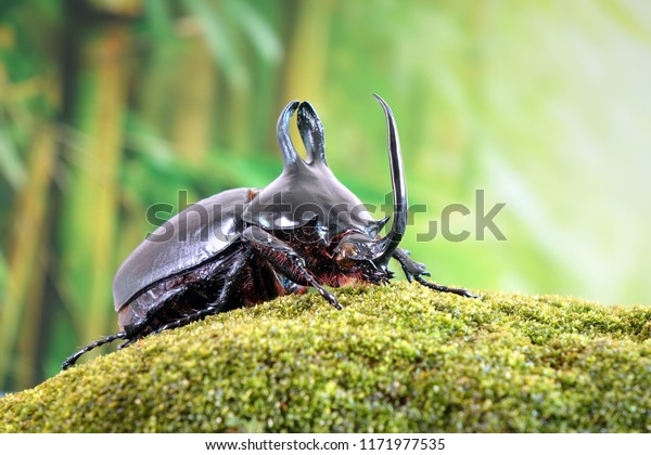 Rabbit Ears Beetles Eupatorus Birmanicus Horned Stock Photo 1171977535 ...