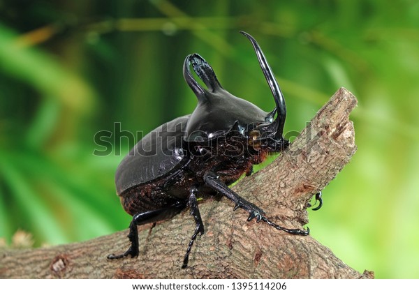 Rabbit Ears Beetles Eupatorus Birmanicus Horned Stock Photo 1395114206 ...