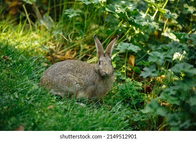 Rabbit Eats Grass Park Nature Stock Photo 2149512901 | Shutterstock