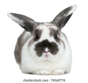 11,277 Bunny front Images, Stock Photos & Vectors | Shutterstock