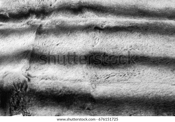 Rabbit Fur Texture Background Burrowing Gregarious Stock Photo ...