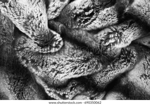 Rabbit Fur Texture Background Burrowing Gregarious Stock Photo ...