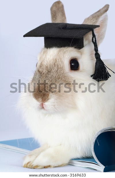 Rabbit Graduation Cap Stock Photo (Edit Now) 3169633
