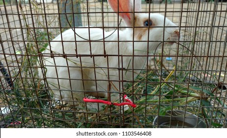 Rabbit Inside Cage Stock Photo 1103546408 | Shutterstock