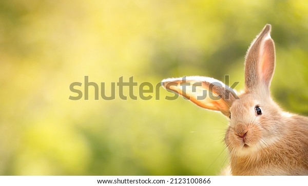 Rabbit Looking Out Corner Image Surprise Stock Photo 2123100866 ...