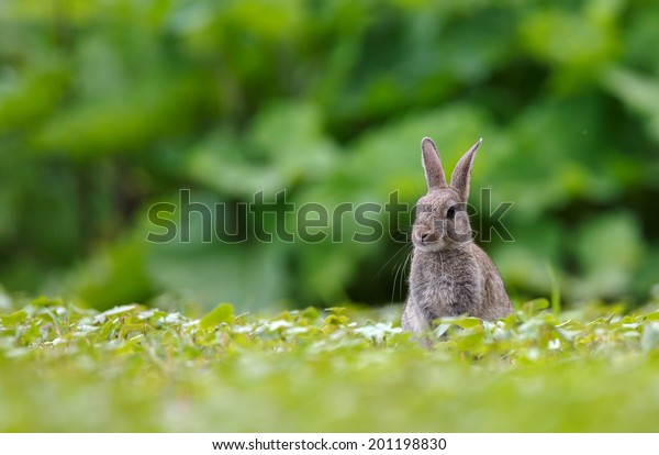 Rabbit Low Viewpoint Stock Photo 201198830 | Shutterstock