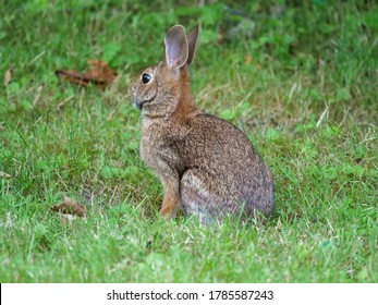 Whitetailed Jack Rabbit Mammoth Hot Springs Stock Photo (Edit Now ...