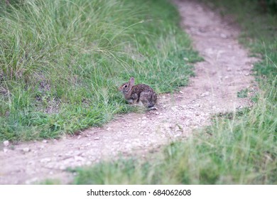 Rabbit On Path Park Stock Photo 684062608 | Shutterstock