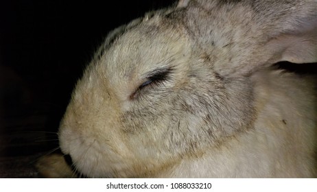 Rabbit Sleeping Pose Stock Photo 1088033210 | Shutterstock