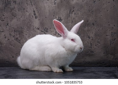 Rabbit Studio Stock Photo 1051835753 | Shutterstock