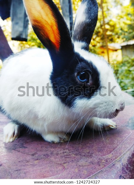 Rabbit Table Stock Photo 1242724327 | Shutterstock
