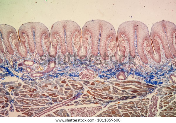 Rabbit Taste Buds Under Microscope Stock Photo (Edit Now) 1011859600