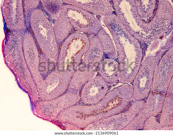 Rabbit Testicle Cross Section Under Microscope Foto stock 2136909061 ...