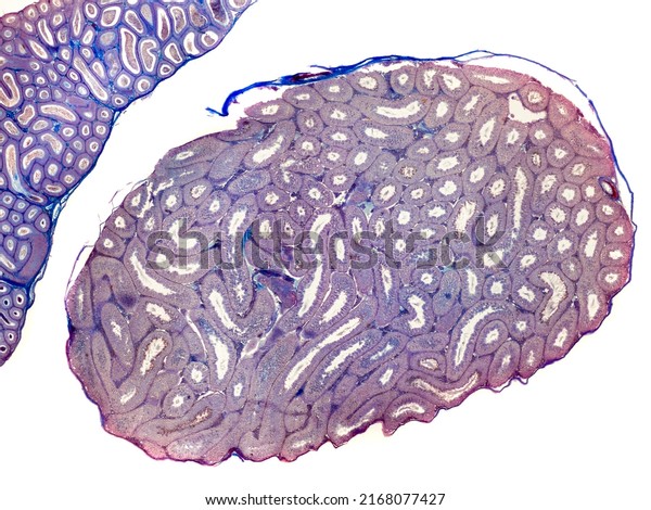 Rabbit Testicle Cross Section Under Microscope库存照片2168077427 | Shutterstock