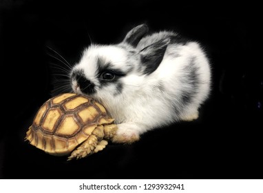 88 Turtle small rabbit isolated on white Stock Photos, Images ...