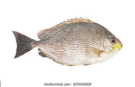 Rabbitfish Spinefoot Fish Isolated On White Stock Photo 1076542829 ...