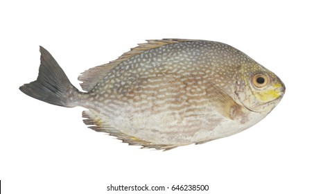 Java Rabbitfish Bluespotted Spinefish Streaked Spinefoot Stock Photo ...