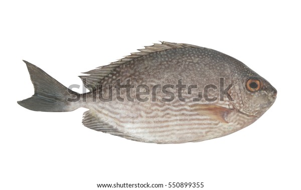 Rabbitfish Spinefoot Fish Isolated On White Stock Photo 550899355 ...