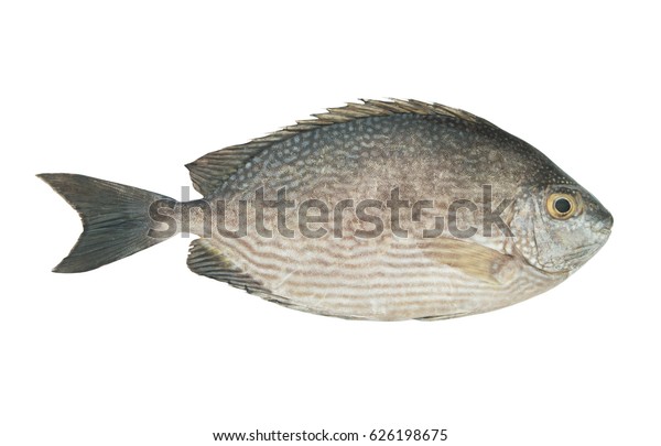 Rabbitfish Spinefoot Fish Isolated On White Stock Photo 626198675 ...