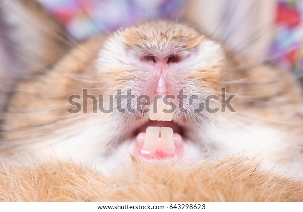 Rabbits Teeth While Human Trying Open Stock Photo (Edit Now) 643298623