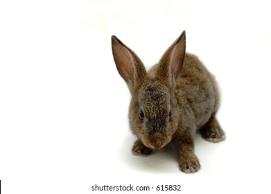 Rabit Stock Photo 615832 | Shutterstock