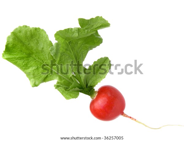Radish Stock Photo 36257005 | Shutterstock