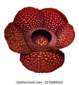 10 Red Rafflesia Stone Images, Stock Photos & Vectors | Shutterstock