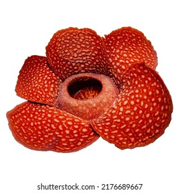 10 Red Rafflesia Stone Images, Stock Photos & Vectors | Shutterstock